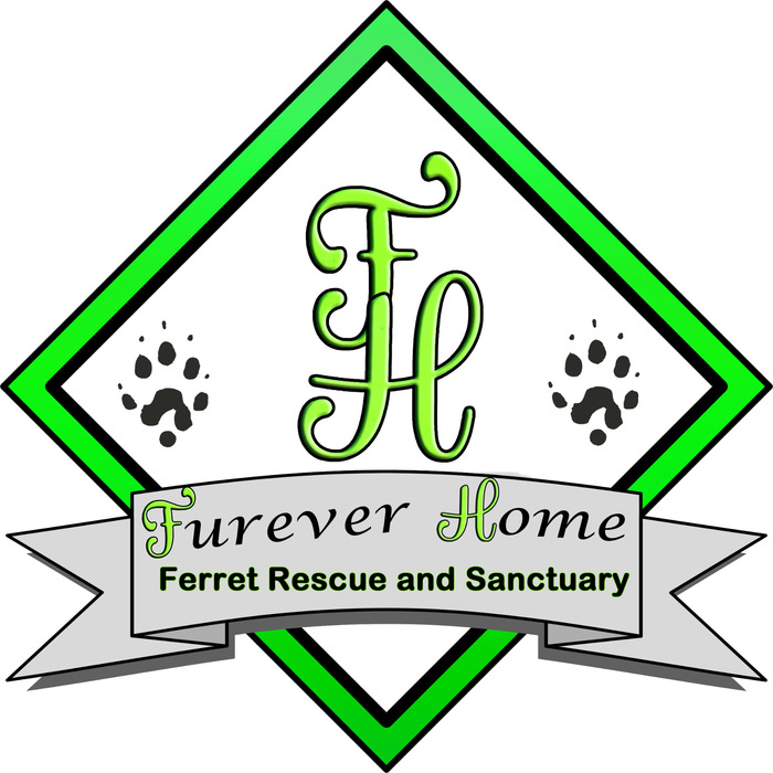 Available For Adoption :: Furever-home-ferret-rescue-sanctuary